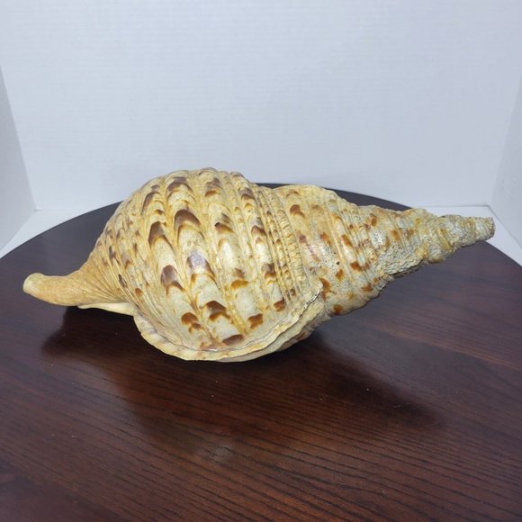 Art | Rare Giant Tritons Trumpet Charonia Tritonis Seashell 13 | Poshmark